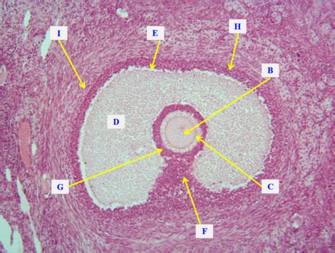 Unit3 Bsf2 Female Histology Natalias Stolen Flashcards Quizlet