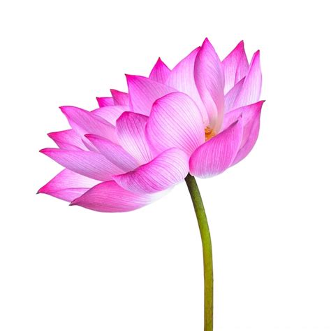 Premium Photo Lotus Flower Isolated