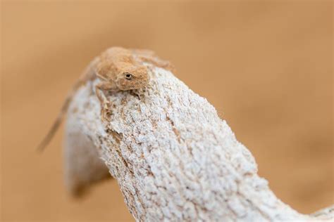 Spotted Toad Headed Agama On A Skull Or Bone Stock Image Image Of