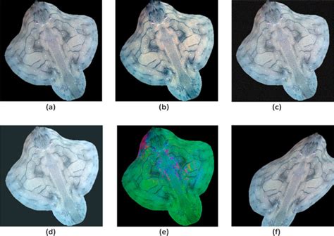 Considered Data Augmentation Techniques A Original Image B Download Scientific Diagram