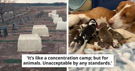 Heroic Rescue Group Sets Over 250 Cats And Dogs Free From Cruel Animal