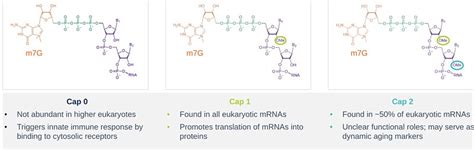 5 Things To Know About Mrna Capping For Next Generation Vaccines And Therapies
