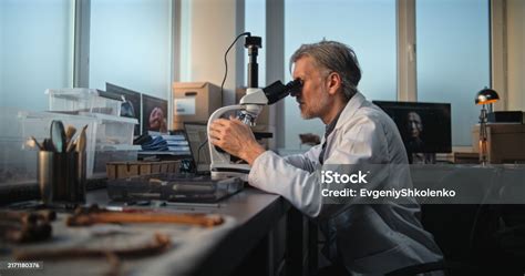 Mature Scientist Conducts Fossil Analysis Under Microscope Uses Laptop