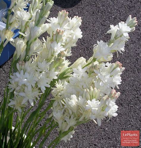 Полиантес клубненосный (Polianthes tuberosa) — описание, выращивание ...