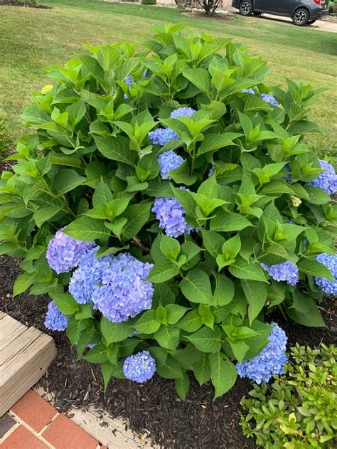 Help Identifying Hydrangea R Hydrangeas
