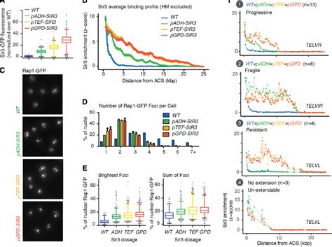 Increasing Sir3 Dosage Leads To Telomere Clustering And Sir3 Spreading
