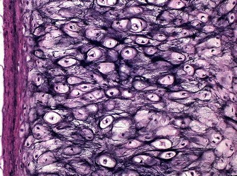Elastic Cartilage Lm 3 Photograph By Alvin Telser Fine Art America