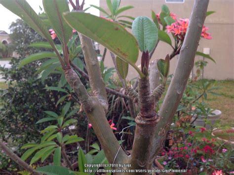 My Plumeria Grafting Experiments In The Plumeria Forum