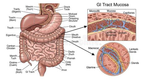 Gastrointestinal Tract Anatomy Picture