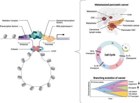 The Relevance Of 3d Chromatin Interactions In Biological Processes Download Scientific Diagram