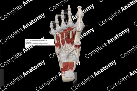 First Plantar Interosseous Muscle Complete Anatomy
