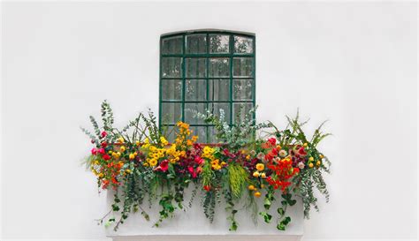 Легко переживуть зиму топ 5 рослин які можна вирощувати навіть на балконі Читайте на Ukr Net