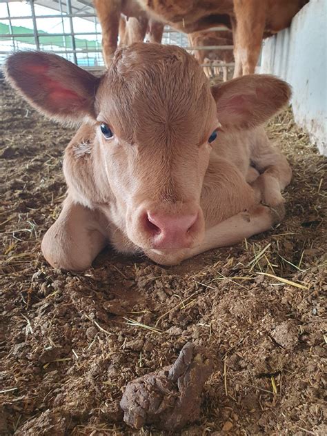 진짜 오랜만에 귀여운 송아지 포텐 터짐 최신순 에펨코리아