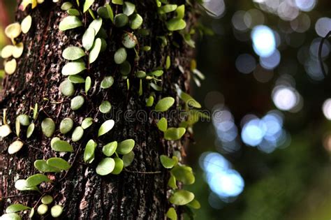 Trees In The Forests Of Borneo Stock Image Image Of Flower Bokeh