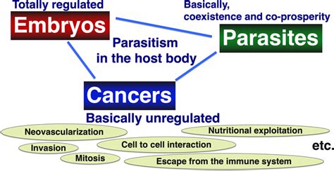 Common Biological Features Found In Embryos Cancers And Parasites