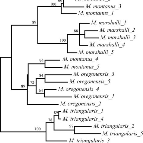 maximum likelihood estimate of the tree from the concatenated data