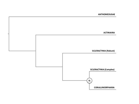 Phylogenetic Relationships According To The Naked Coral Hypothesis