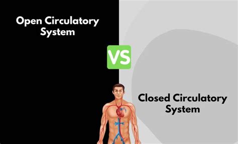 Open And Closed Circulatory System Whats The Difference Diffzy Circulatory System System