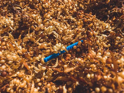 Atlantic Ocean Off Florida Spawns A Giant Sargassum Blob