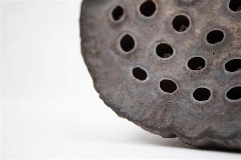 Семена Лотоса Фото Как Выглядят – Telegraph