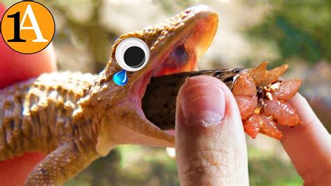 Nimm Niemals Den Schwanz Einer Eidechse Aus Ihrem Maul YouTube
