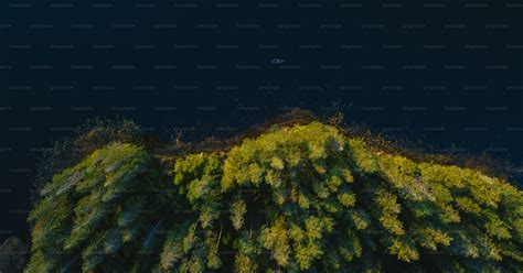 나무로 덮인 언덕의 조감도 사진 Unsplash의 나무 이미지