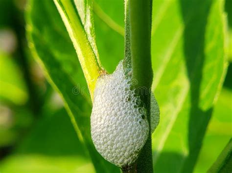 Beuatiful Spittlebug Foam On The Plant Stem Spittle Bug Form Close Up View Cuckoo Spit Stock