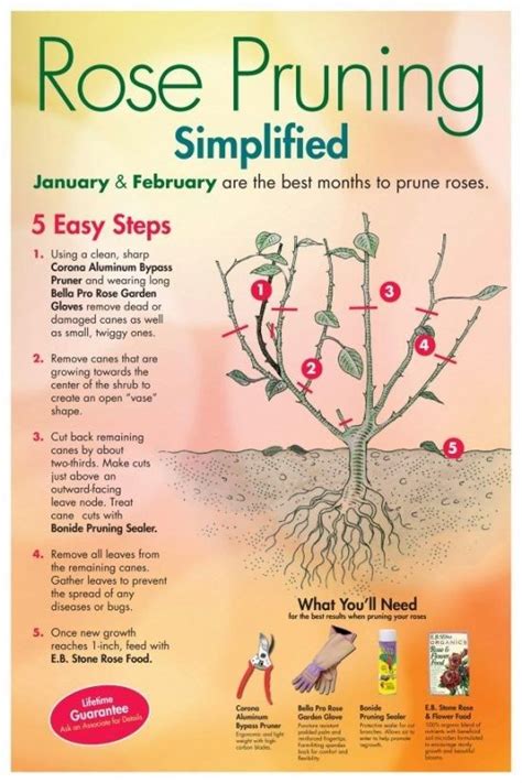 Best 12 Pruning Hydrangeas Complete Step By Step Guide Artofit