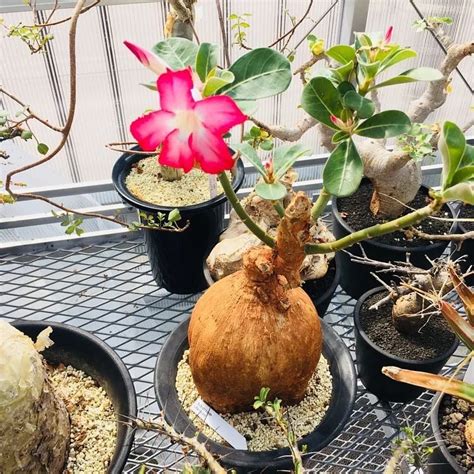 Pm Adenium Obesum