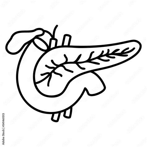 Human Pancreas Concept Alimentary Canal Vector Outline Icon Design