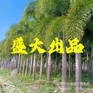 江西狐尾椰子批发 丛生狐尾椰子报价 浙江狐尾椰子价格多杆狐尾椰 阿里巴巴