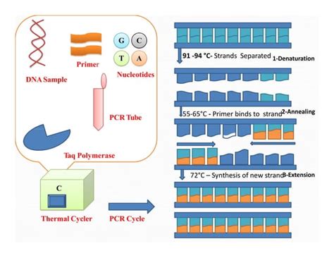 Topic Polymorphism At Dna Level Cytogenetics Ppt