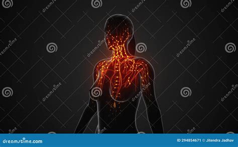 Anatomical Structure Of The Female Lymphatic System Stock Illustration Illustration Of