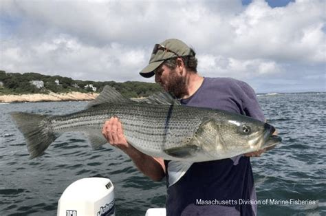 5 Best Striped Bass Fishing Spots In Massachusetts Expert Guide