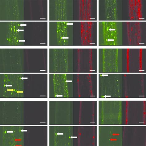 Gi Fkf1 Complex Regulates The Photoperiodic Flowering Time In Ld The Download Scientific