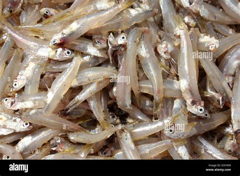 Bianchetti Pesce Per Vendita A Negombo Mercato Del Pesce Sri Lanka Foto Stock Alamy