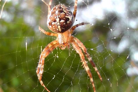 Creating Restful Apis With Codeigniter A Step By Step Tutorial Kmf Blogs