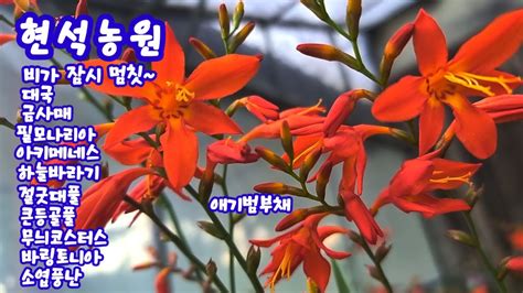 현석농원 장마비가 잠시 멈춘사이~대국금사매하늘바라기필모나리아애기범부채빨강추명국미니비비추물무궁화무늬코스터스소엽풍난바링토니아꼬불이트리쵸스큰등골풀