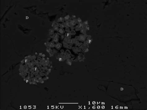 Backscattered Electron Image By Scanning Electron Microscope Of Relict