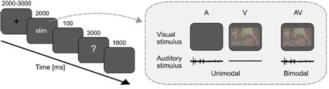 Presentation Timeline And Sensory Stimuli Presentation Timeline With Download Scientific