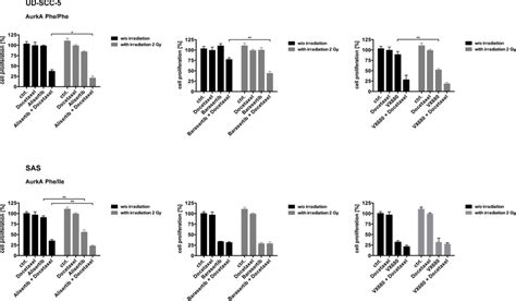 For The Homozygous Cell Line Ud Scc 5 The Response To The Aurora Kinase