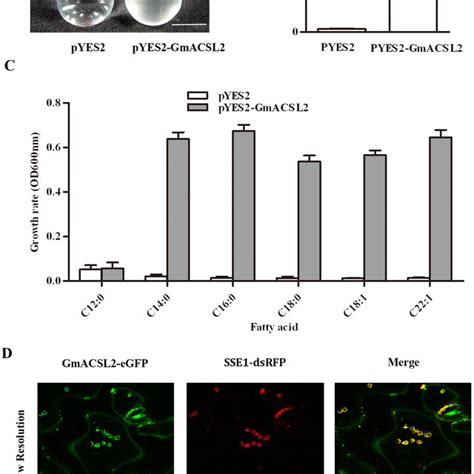 A Yeast Complementation Test Right Culture Of Yeast Strain Yb525