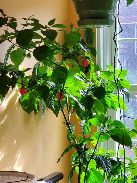 Pepper Identification Rpeppers