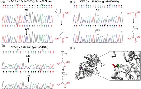 A Identification Of The Heterozygous Missense Mutation C 12614c T Download Scientific