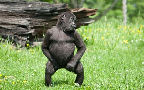 Download Cute Gorilla Dancing Wallpaper