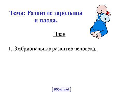 Развитие зародыша и плода презентация онлайн