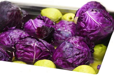 1000 무료 배추 And 양배추 이미지 Pixabay 1000 무료 배추 And 양배추 이미지 Pixabay