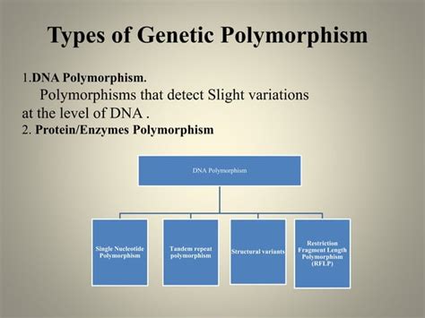Genetic Polymorphism And Its Applications Ppt