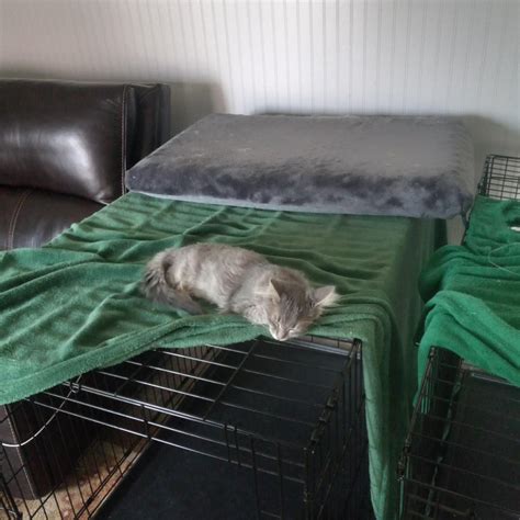 Can Someone Please Explain Her Logic Catsoftwitter Cute Rbutterjack