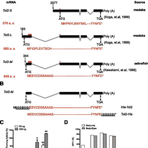 Expression And Detection Of Recombinant Tol2 Transposase Protein A Download Scientific Diagram